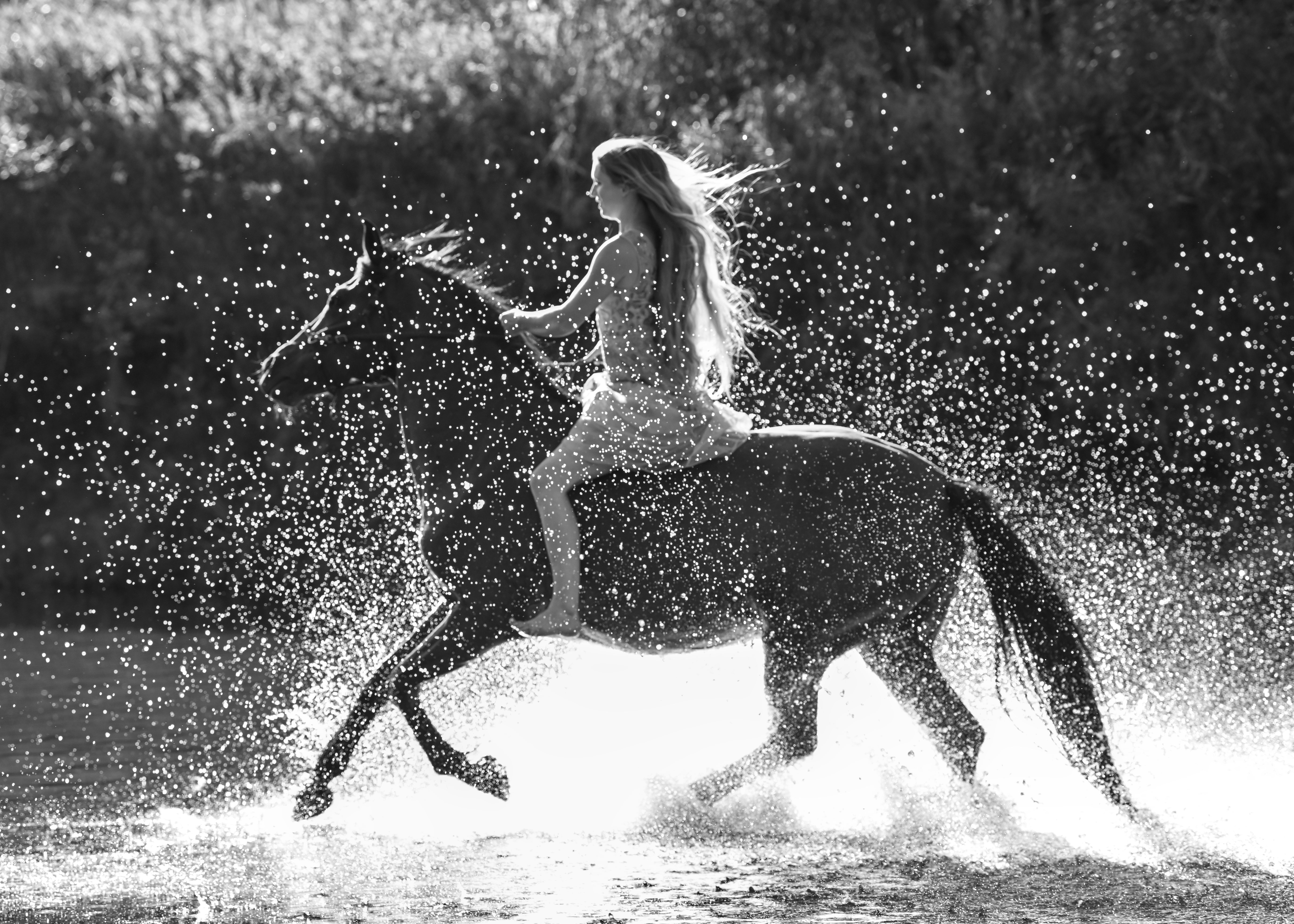 Toxic Plants for Horses Diagram & Worksheet Bundle